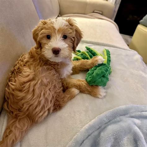 Cavapoo Temperament And Personality Explained