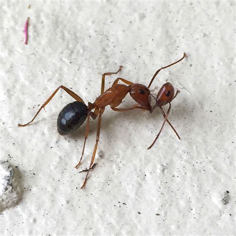 I Found An Ant With Another Ants Decapitated Head Clamping Its Antenna Imgur