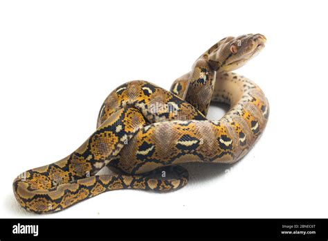 Reticulated Python Full Grown
