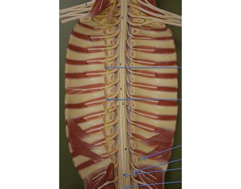 Big Somso Model Part 2 Quiz