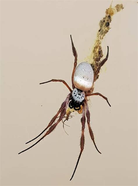 Golden Orb Weaver Web Of Sex Ausemade