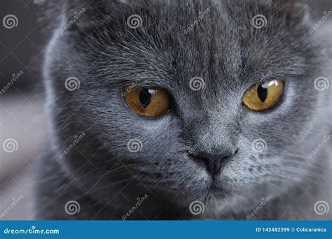 British Shorthair Adult Cat Orange Eyes Close Up Portrait Stock Image
