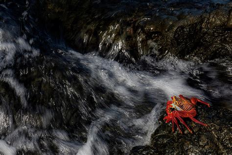 Sally Lightfoot Crab On Inter Tidal Rock Santiago Island Photograph By Lucas Bustamante