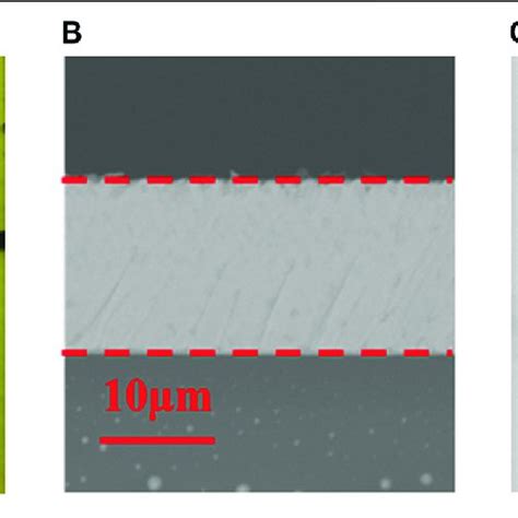 A Photograph B Cross Sectional SEM Images And C Surface Download Scientific Diagram