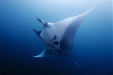 Mobula
