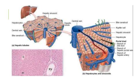 Anatomy And Physiology Of Liverpptx