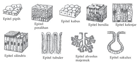 Macam Macam Jaringan Epitel Homecare24