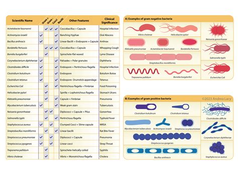 Andrea Lacy Bacteria Classification