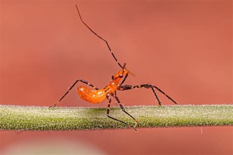 Premium Photo Assassin Bug Nymph