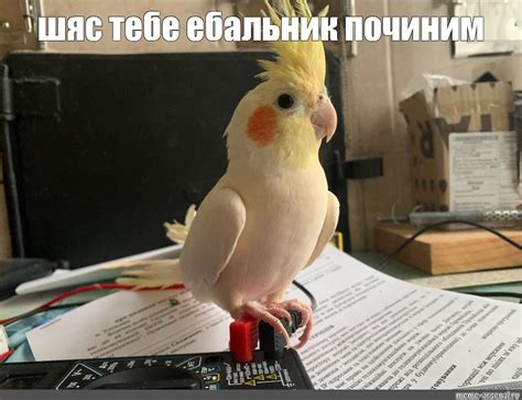 Meme шяс тебе ебальник починим All Templates Meme