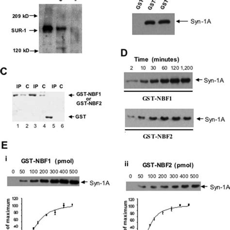 Syntaxin 1a Binds Sur1 At Its Nbf 1 And Nbf 2 As Shown In A