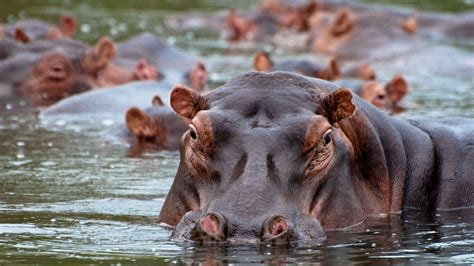 Zanzibar Wildlife Expert Africa