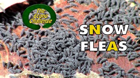 Snow Flea Swarm Springtail Econo Challenge YouTube