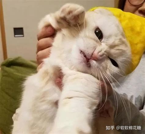 震惊！猫咪突然咬你的原因竟在你身上，这回不是小猫“欠”哦！ 知乎