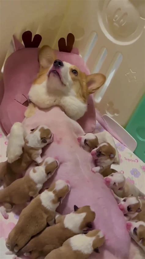 تا حالا شیر دادن سگ به بچه هاش رو دیدید؟ یکی از قشنگ ترین چیزها طرفداری