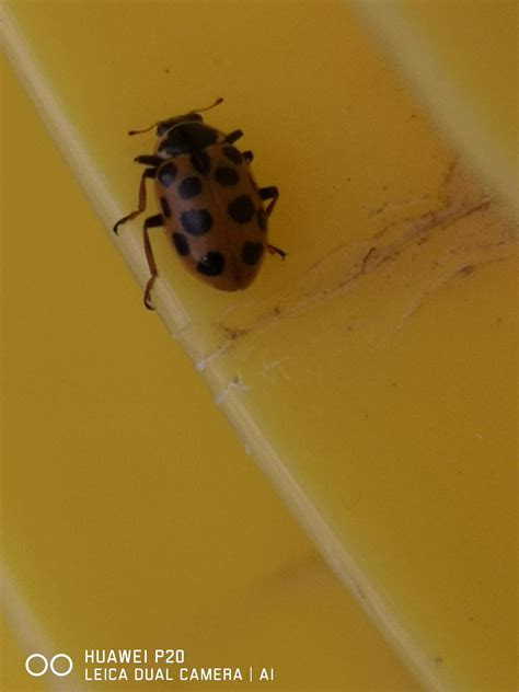 Is This A Ladybug Or Something Else R Bugidentification