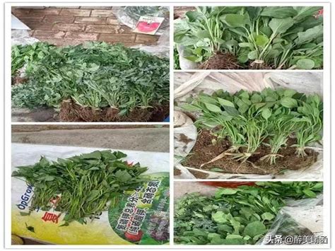 校園快訊陝州區第五小學勞動教育實踐基地耕種紀實 每日頭條