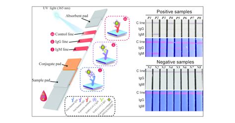 Sensitive And Simultaneous Detection Of SARS CoV 2 Specific IgM IgG