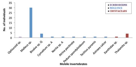 Abundance And Taxonomic Distribution Of Mobile Benthic Invertebrates Download Scientific