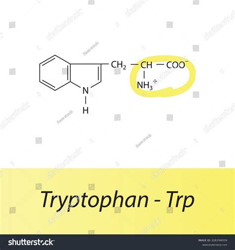 Tryptophan Trp W Amino Acid Structure Stock Vector Royalty Free 2283760559 Shutterstock