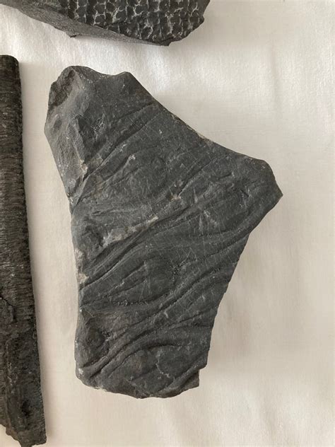 Proantic Coal Fossil Collection