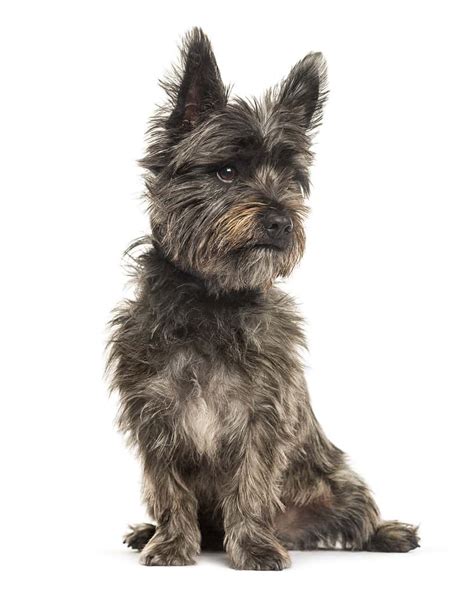 Cairn Terrier Colors Cairn Terrier Small Hardy Tenacious