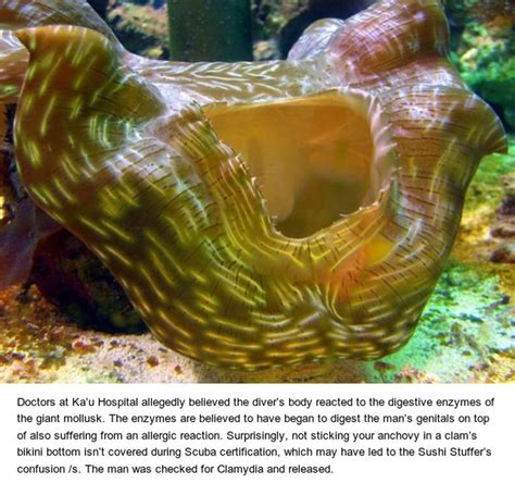 Scuba Diver Tries To Have Sex With Giant Clam And Gets Hospitalized Others