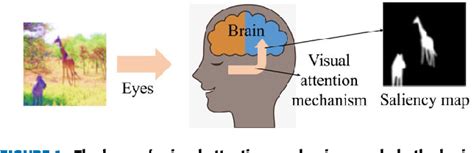 Figure 1 From Saliency Maps Based Convolutional Neural Networks For Facial Expression