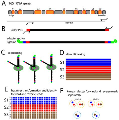 Frontiers Improved Targeting Of The 16s Rdna Nanopore 48 Off