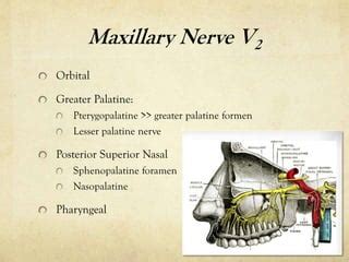 Trigeminal Nerve Pptx