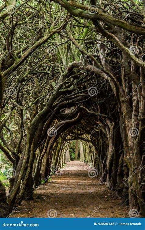 Tree Tunnel Stock Photo Image Of Gormanston Landscape 93830132