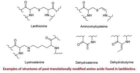 Bacteriocins And Lantibiotics Class Functions Examples