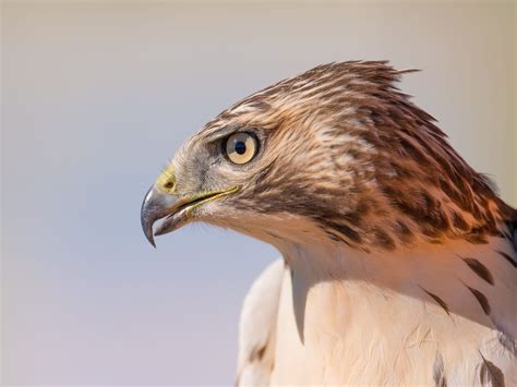 Juvenile Sharp Shinned Hawks Identification Guide With Birdfact