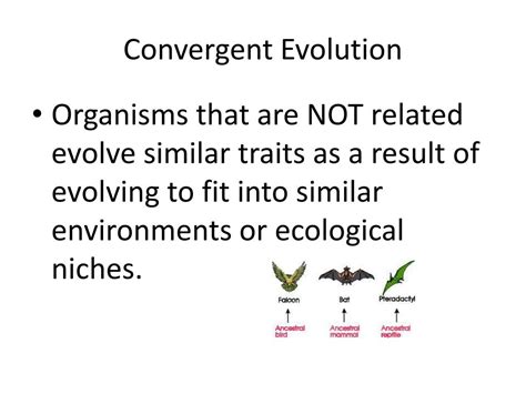 Ppt Homologous Vs Analogous Structures Powerpoint Presentation Free