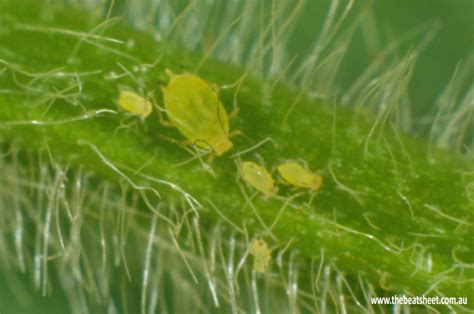 Soybean Aphids On The Move In Coastal Soybeans The Beatsheet