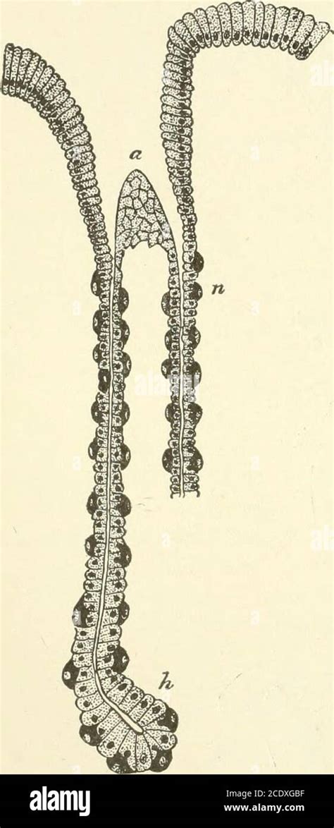 Kirkes Handbook Of Physiology Pl Hepatic Plexus Figure 254