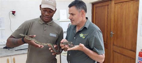 Juvenile Pythons Released Into The Wild South Coast Herald
