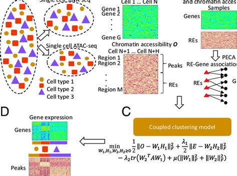 Overview Of The Coupled Clustering Method A Single Cell Gene Download Scientific Diagram