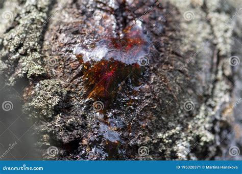 Damaged Bark On A Tree Stock Photography CartoonDealer Com 83431742