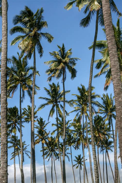 무료 이미지 나무 분기 야자수 잎 휴가 녹색 파라다이스 열렬한 섬 식물학 하와이 관광 여행 플로라 이국적인 열대 꽃 피는 식물 데이트 팜