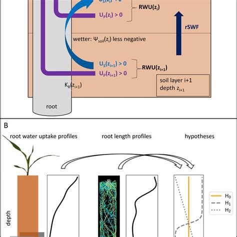 Root Water Uptake Rates Per Unit Root Length A A Complete Az Download Scientific Diagram