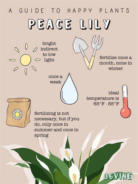 How To Care For A Peace Lily Indoors My Top Tips Artofit