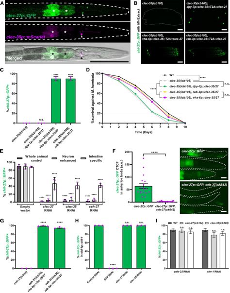 Paired C Type Lectin Receptors Mediate Specific Recognition Of Divergent Oomycete Pathogens In C