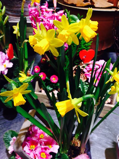 무료 이미지 자연 봄 화려한 노랑 플로라 난초 꽃들 플로리스트 리 글라디올러스 꽃 피는 식물 꽃다발 플로랄 디자인 까마귀 육상 식물 꽃꽂이