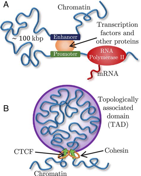 Activity Driven Chromatin Organization During Interphase Compaction