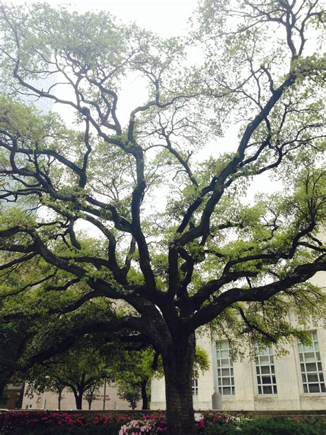 Best Trees For Houston Weather At Judith Tomlin Blog