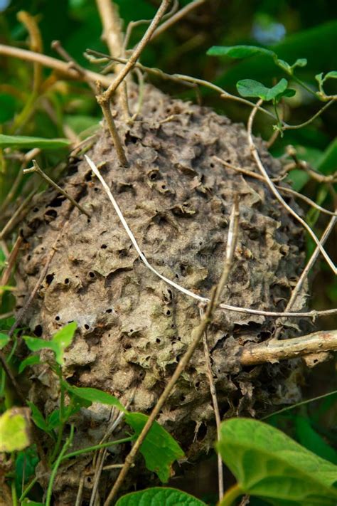 An Ant Nest Made Of Dry Leaves On A Tree Stock Image Image Of Autumn Green 259327351 An Ant Nest Made Of Dry Leaves On A Tree Stock Image Image Of Autumn Green 259327351