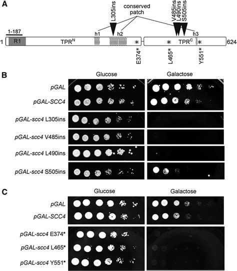 Overexpression Of Scc4 RIDs Inhibits Cell Growth A Location Of Scc4 Download Scientific