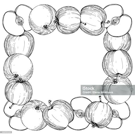 손으로 그린 잉크 사과 과일 잘 익은 전체 및 조각 단색 벡터 자세한 윤곽선 사각형 프레임 구성 흰색 배경에 격리된 개체입니다 벽 예술 결혼식 인쇄 직물 카드를 위한 디자인