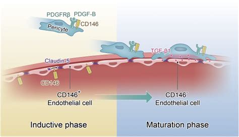 Cd146 Coordinates Brain Endothelial Cellpericyte Communication For